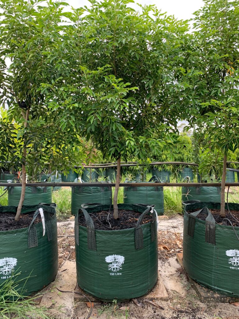 Choosing Your 40 Gallon Planter: Key Specs to Compare in 2025